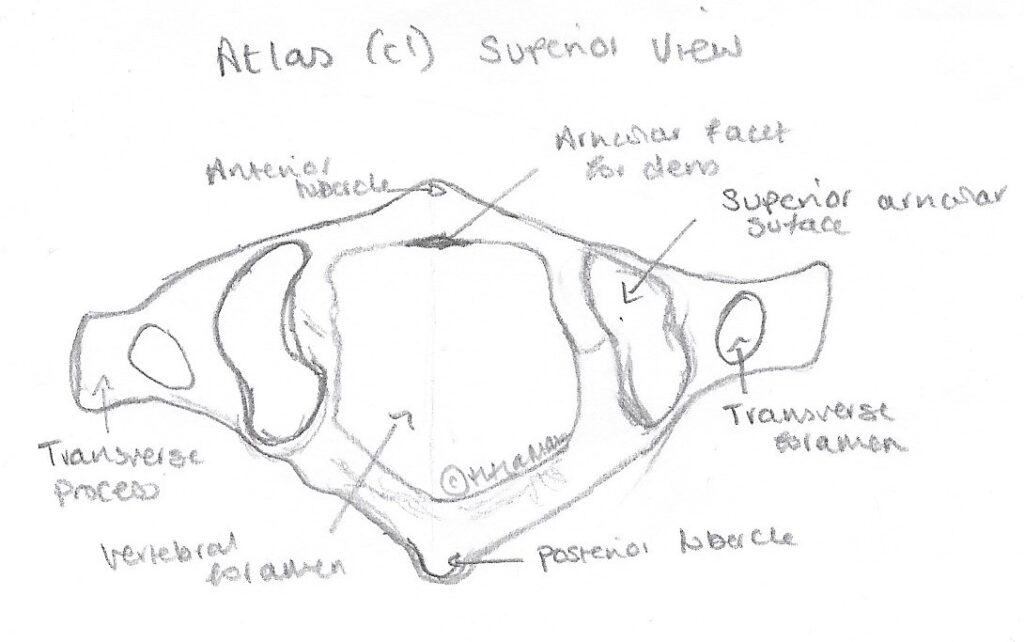 The Cervical Spine (Neck) – Hermione Halman