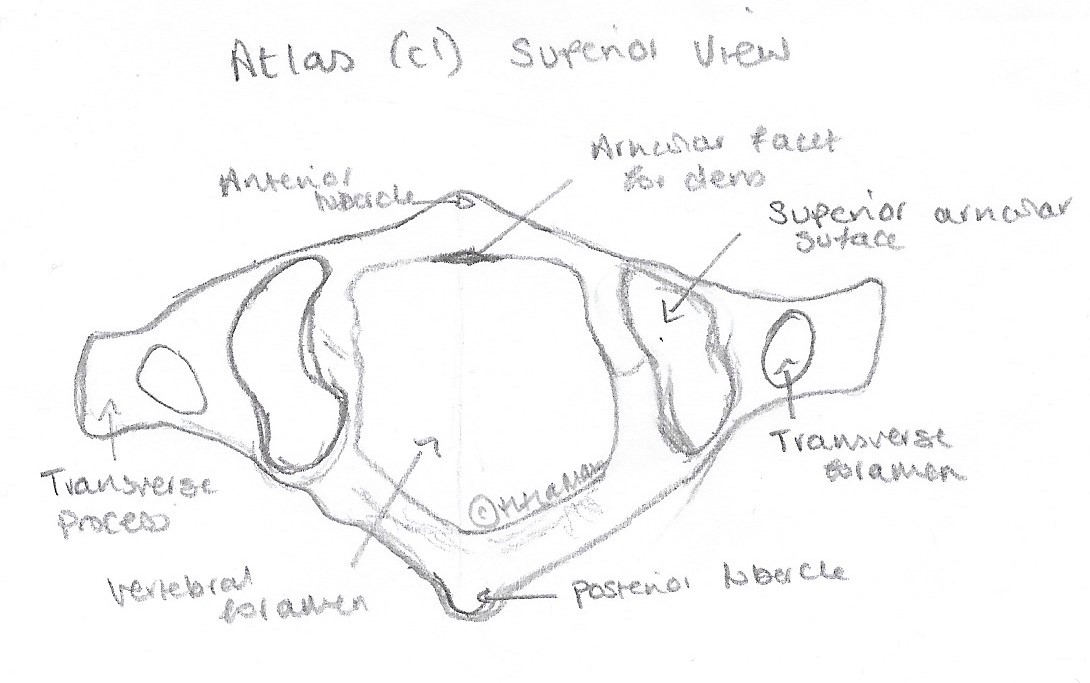 The Cervical Spine (Neck) – Hermione Halman